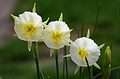 The 13 Daffodil Divisions, Explained - A-Z Animals