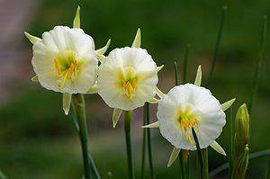 12 Types Of Miniature Daffodils - A-Z Animals