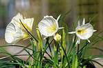 Discover These 9 Rare Types of Daffodils - A-Z Animals