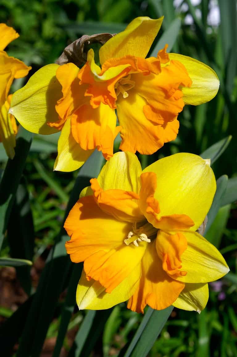10 Types of Split-Cupped Daffodils - A-Z Animals