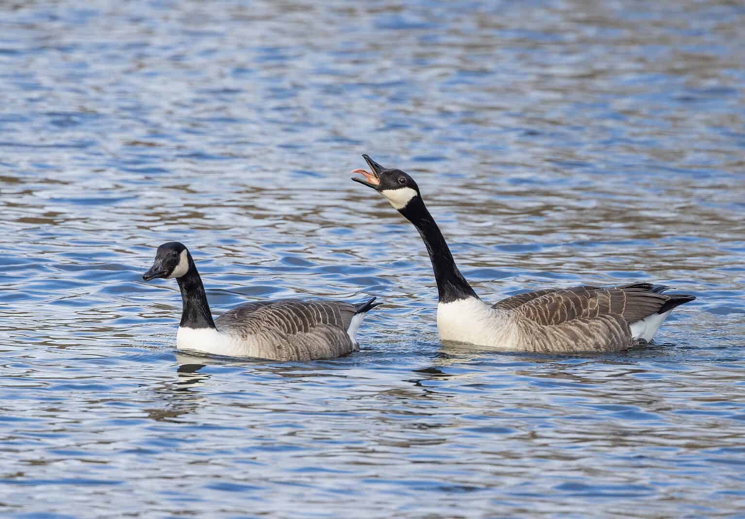 Male vs. Female Goose - A-Z Animals