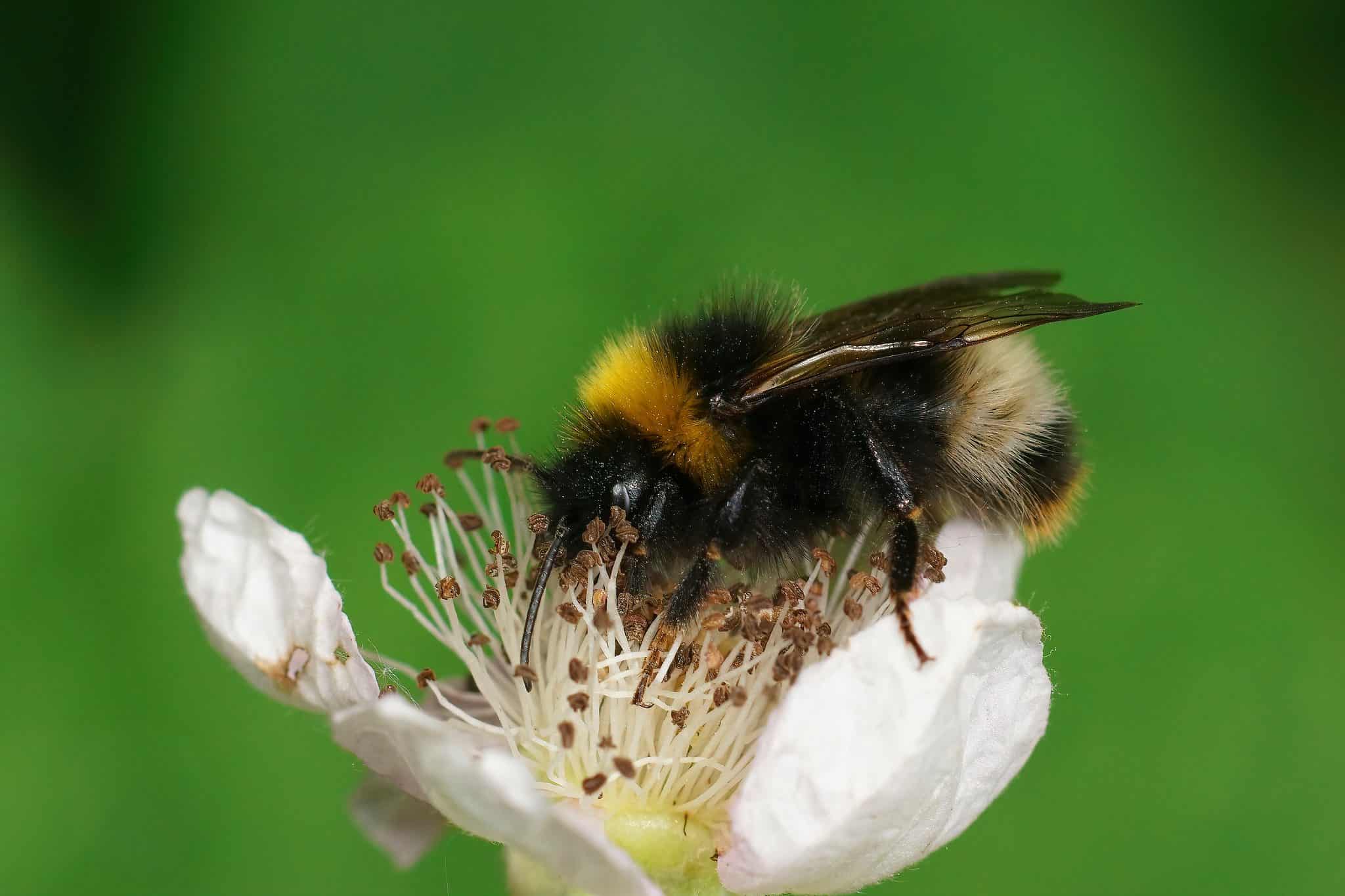 Bee Quiz - What Do You Know About These Fuzzy Insects? - A-Z Animals
