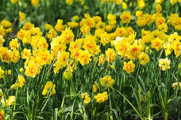 14 Types of Double Daffodils - A-Z Animals