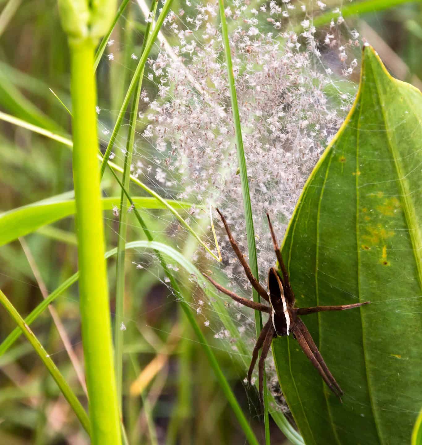 Fishing Spiders Animal Pictures | A-Z Animals