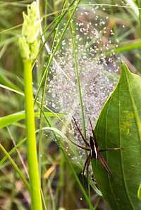 Fishing Spiders Animal Facts - A-Z Animals