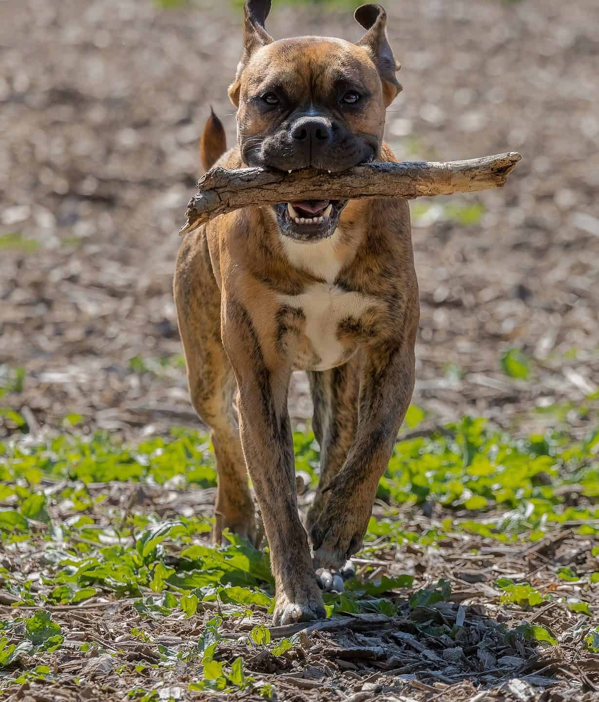 Mastiff Mix Animal Facts - Canis lupus familiaris - A-Z Animals