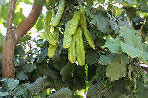 11 Incredible Trees Native to Spain - A-Z Animals