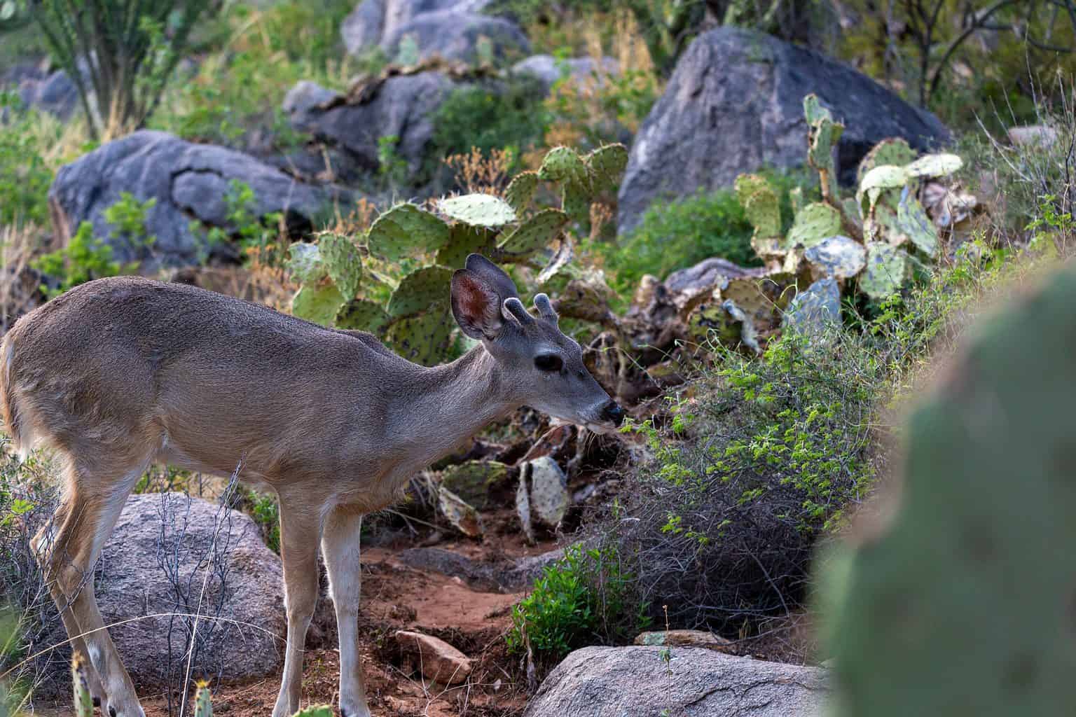 Coues Deer Animal Facts - Odocoileus virginianus couesi - A-Z Animals