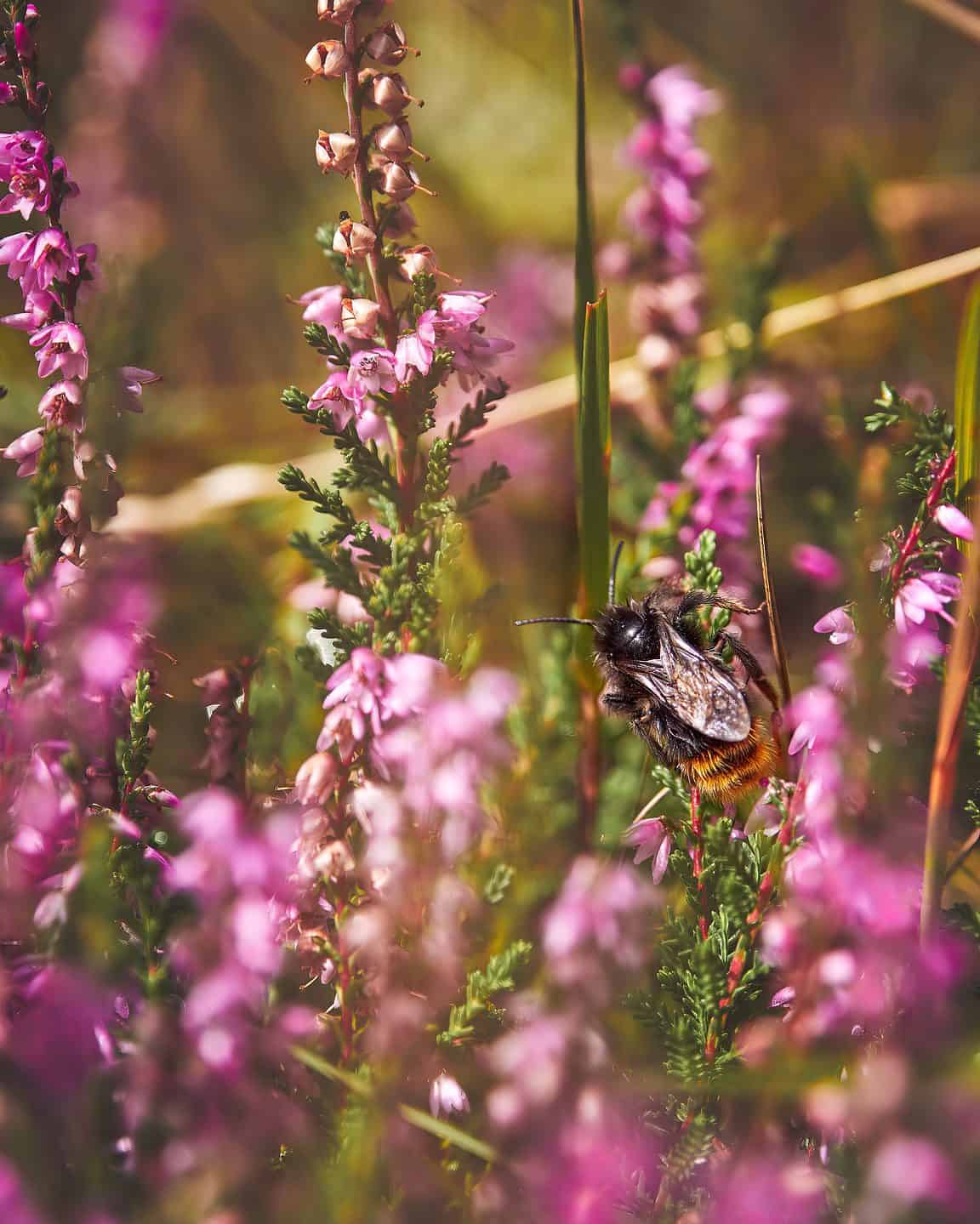 Discover the National Flower of Norway: The Pyramidal Saxifrage - A-Z ...