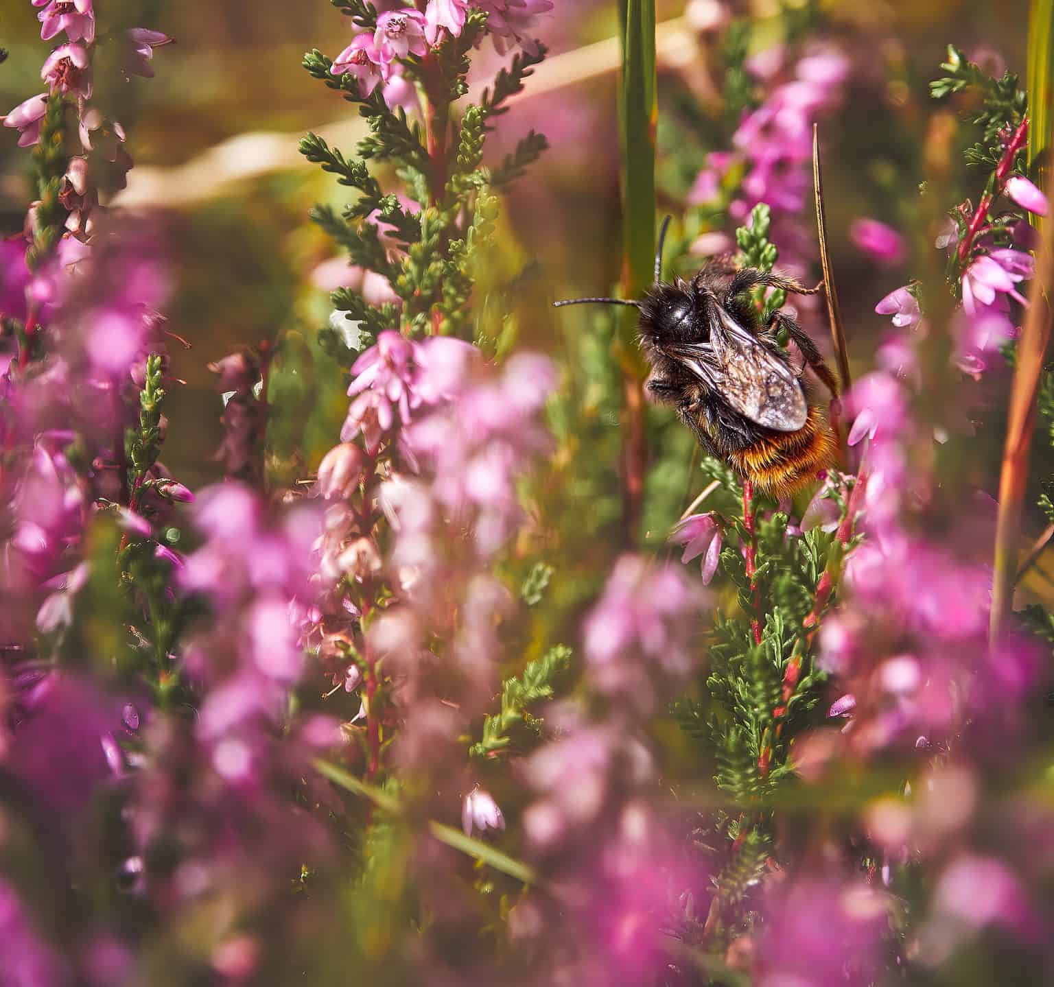 Discover the National Flower of Norway: The Pyramidal Saxifrage - A-Z ...