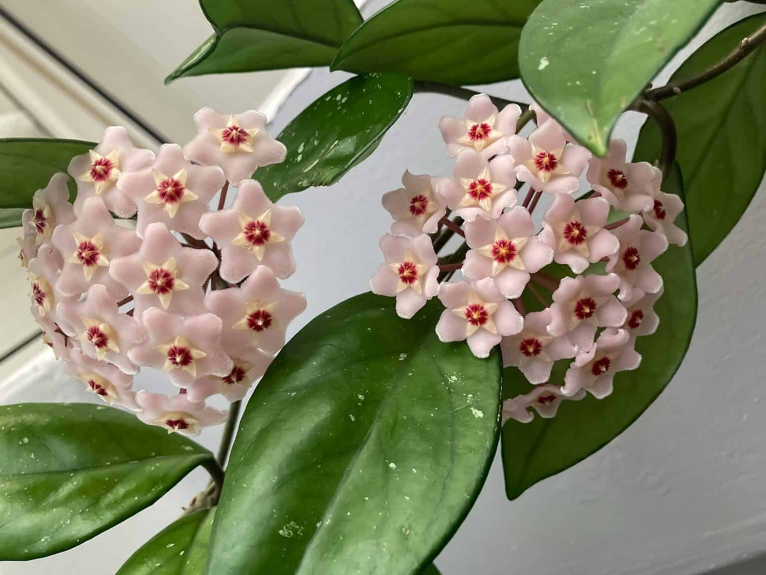 How to Grow an Indoor Hoya Plant - A-Z Animals