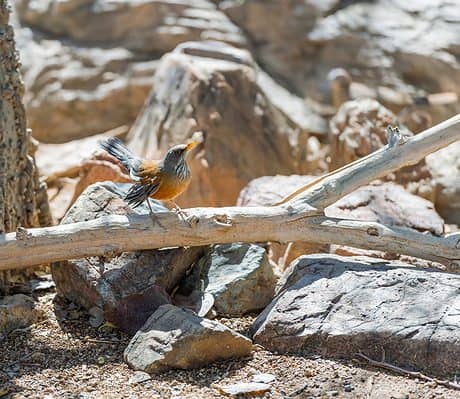 Discover All Types of Robin Birds - A-Z Animals