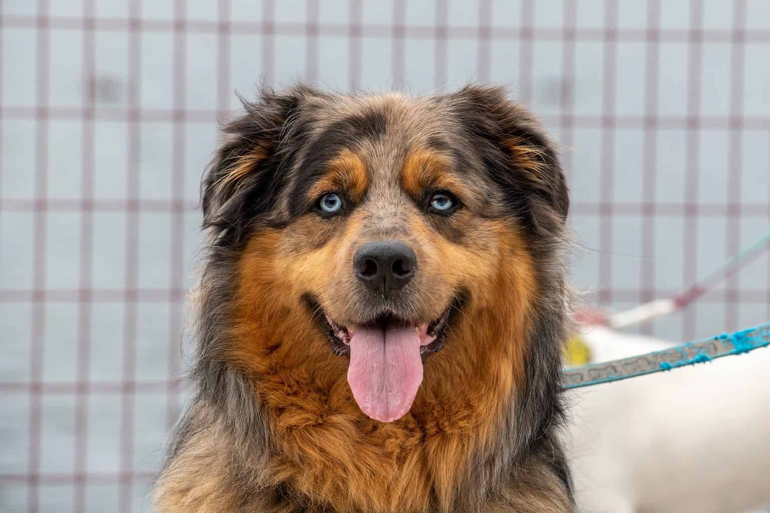 Australian Shepherd Mix Animal Facts - Canis lupus familiaris - A-Z Animals