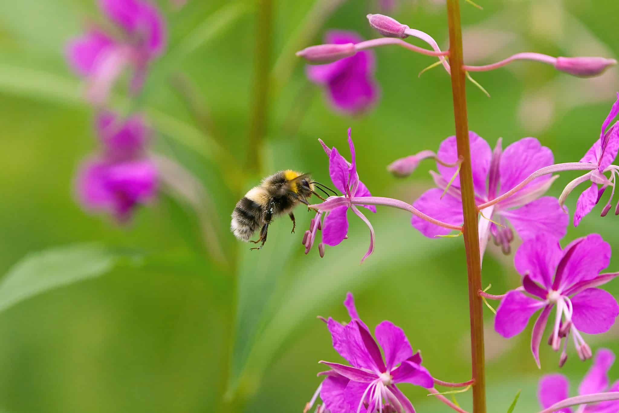 Gypsy Cuckoo Bumblebee Animal Facts - Bombus bohemicus - A-Z Animals
