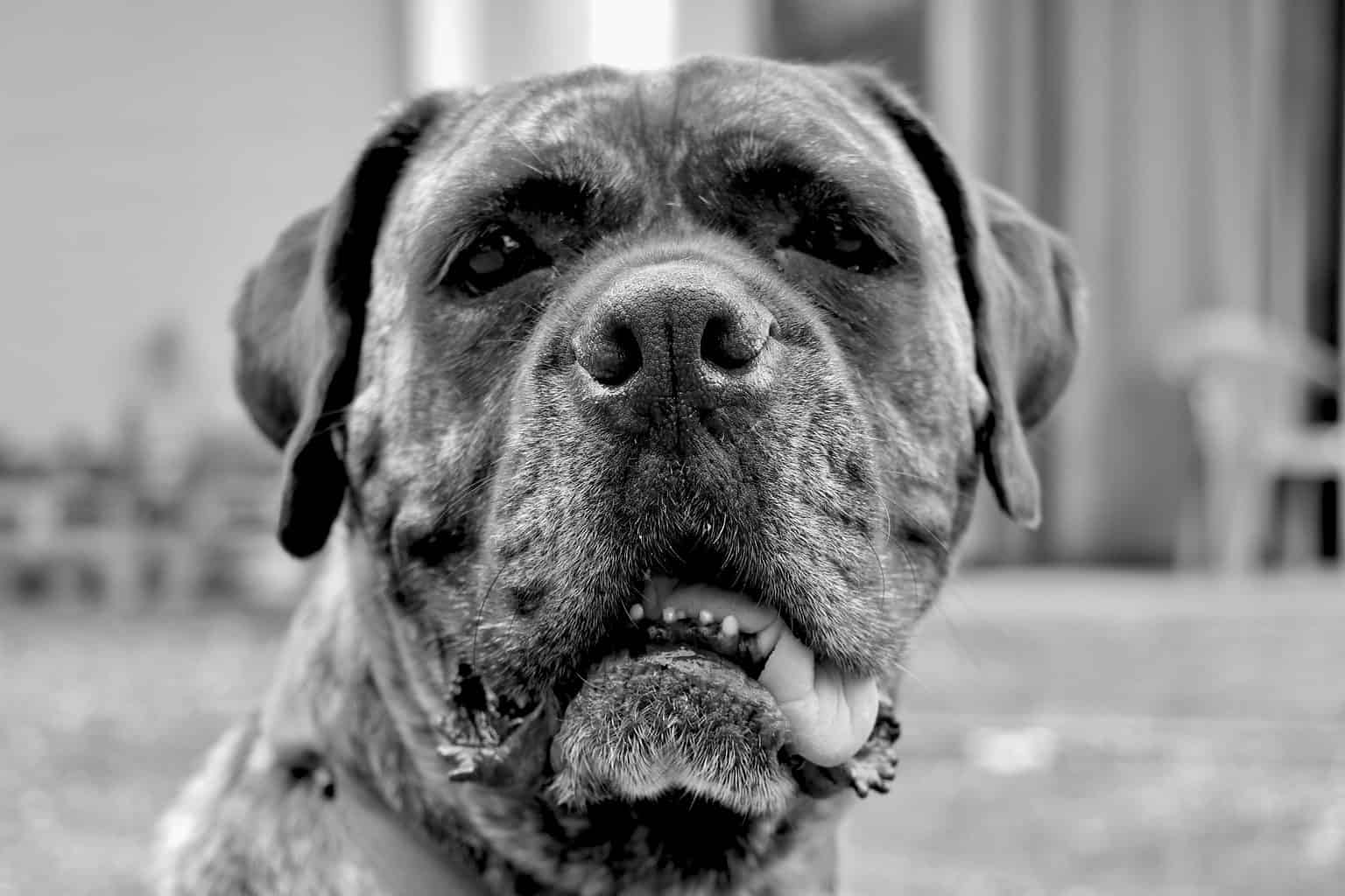 Mastiff Mix Animal Facts - Canis lupus familiaris - A-Z Animals