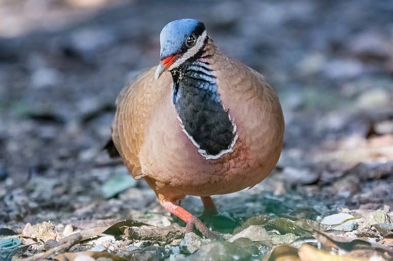 Types of Fowl Birds - A-Z Animals