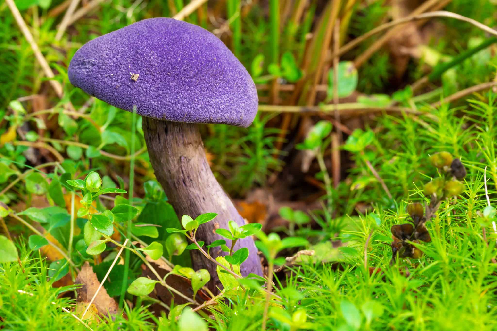 3 Types of Purple Mushrooms - A-Z Animals