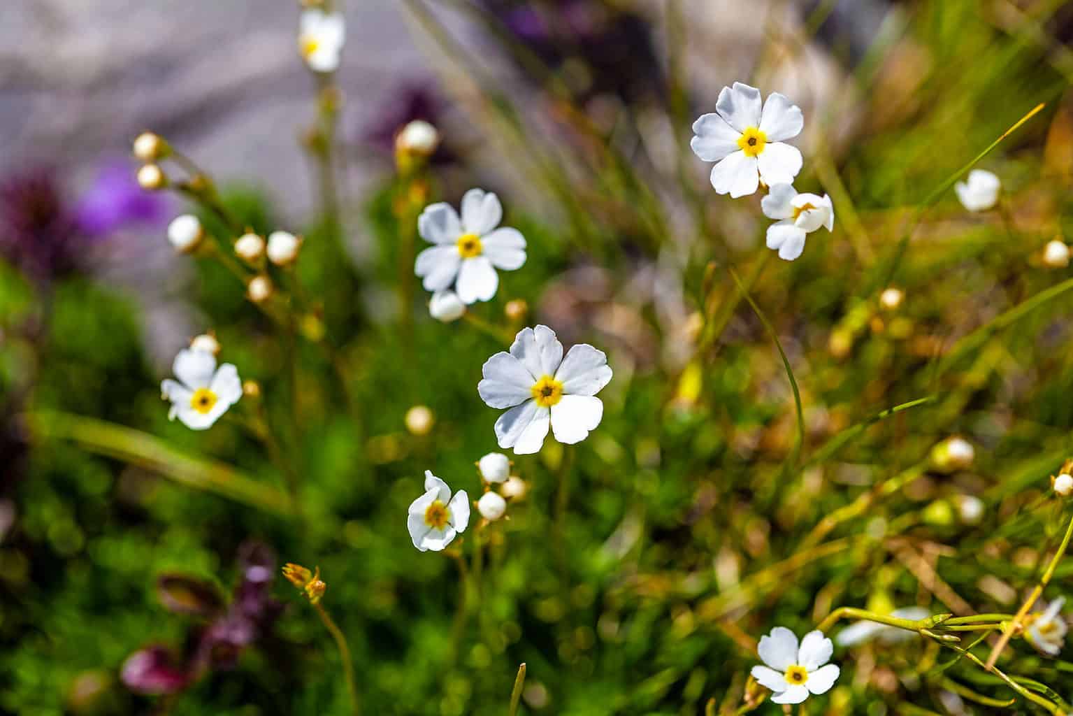 8 Native Plants in Wyoming - A-Z Animals