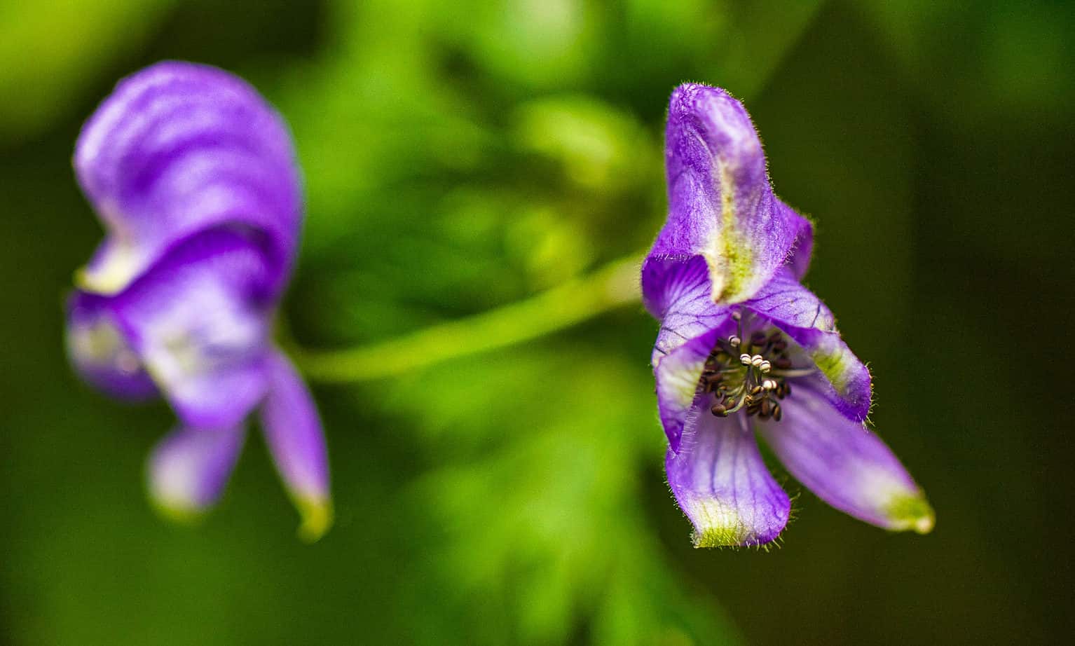 8 Native Plants in Wyoming - A-Z Animals
