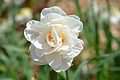 The 13 Daffodil Divisions, Explained - A-Z Animals