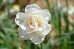 The 13 Daffodil Divisions, Explained - A-Z Animals