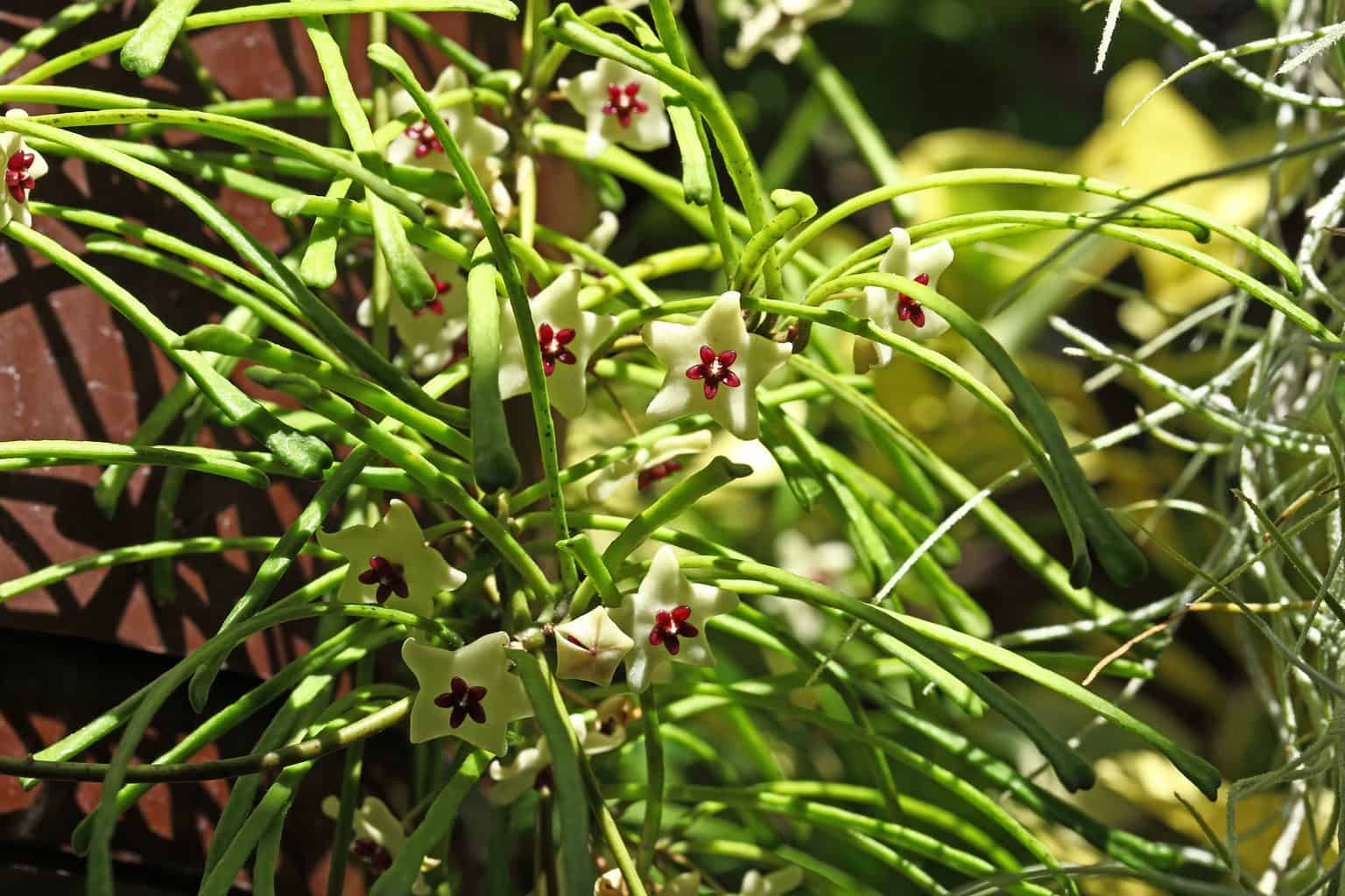 15 Hoya Varieties to Grow Now - A-Z Animals