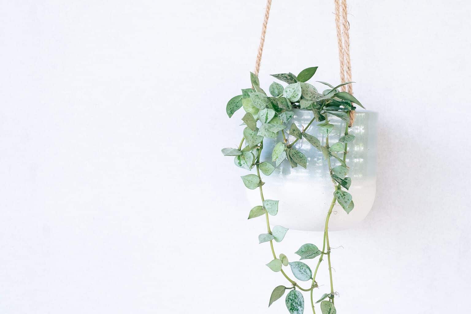 Hoya Vines: What to Know and How to Display - A-Z Animals