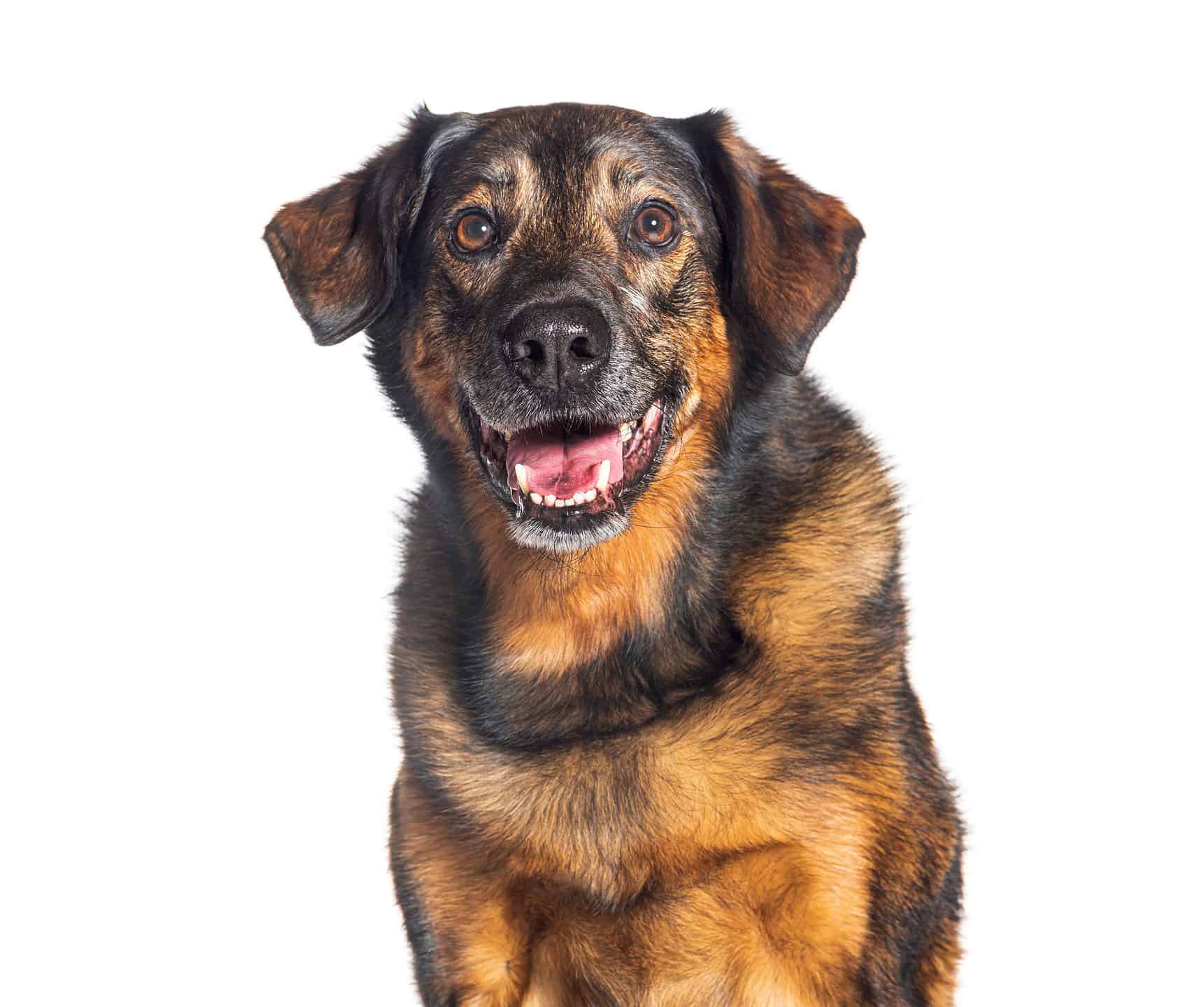 Belgian Malinois Mix Dog Breed Complete Guide - A-Z Animals