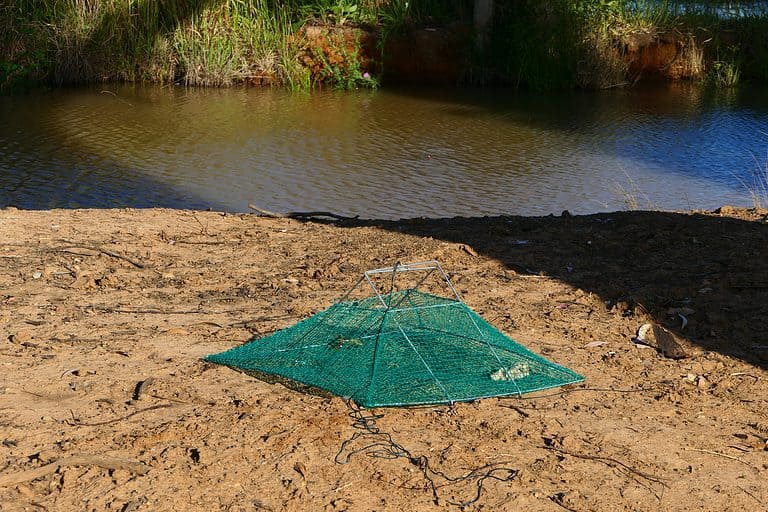 Yabby Animal Facts - Cherax destructor - A-Z Animals