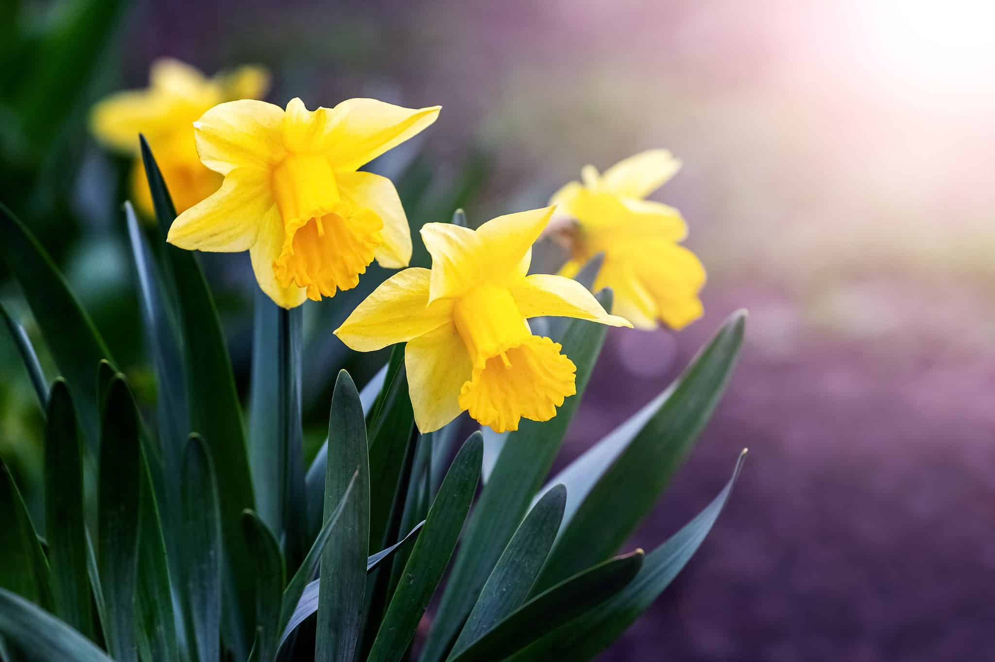 10 Types Of Yellow Daffodils - AZ Animals