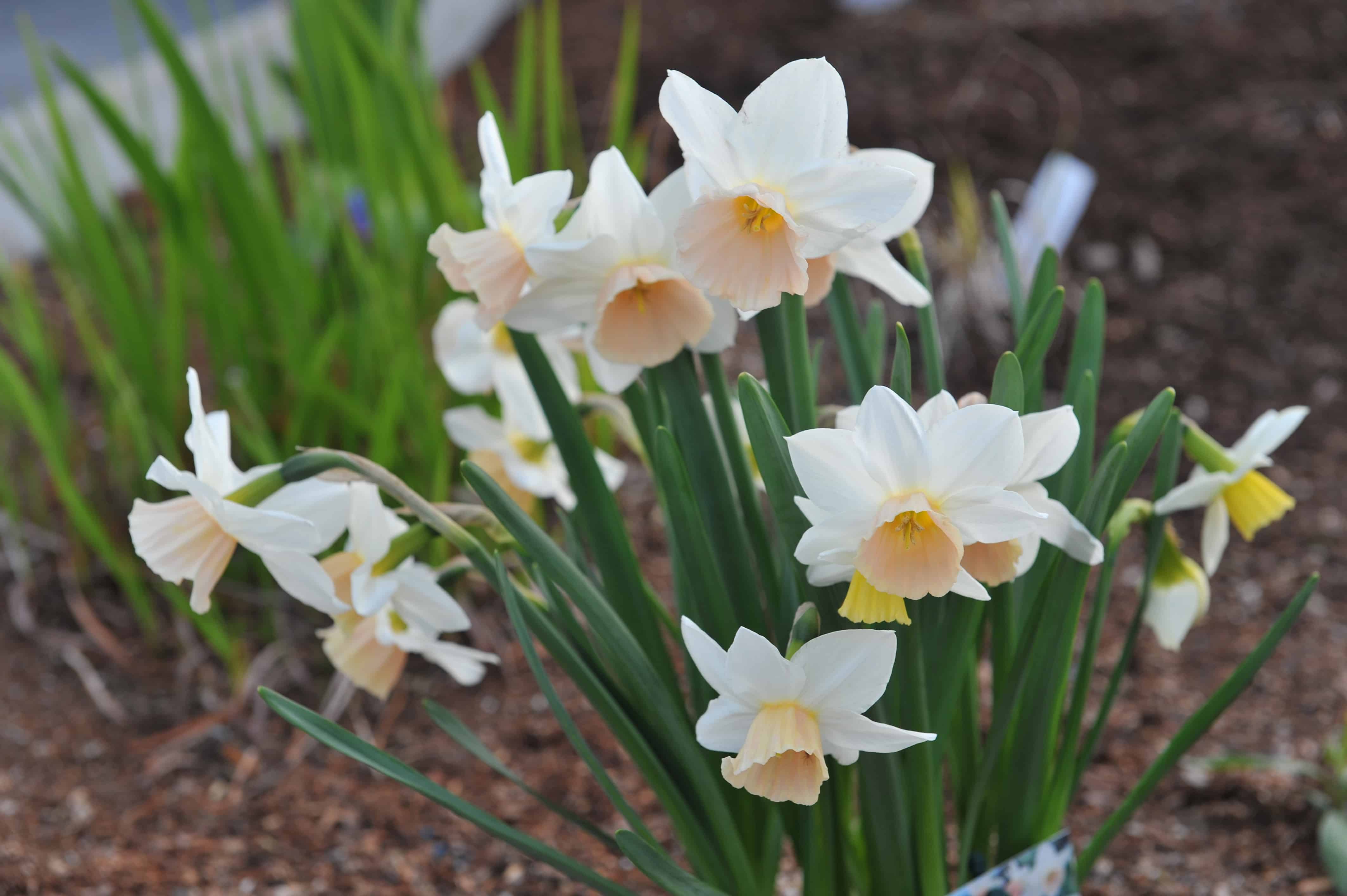 5 Types of Triandrus Daffodils - A-Z Animals