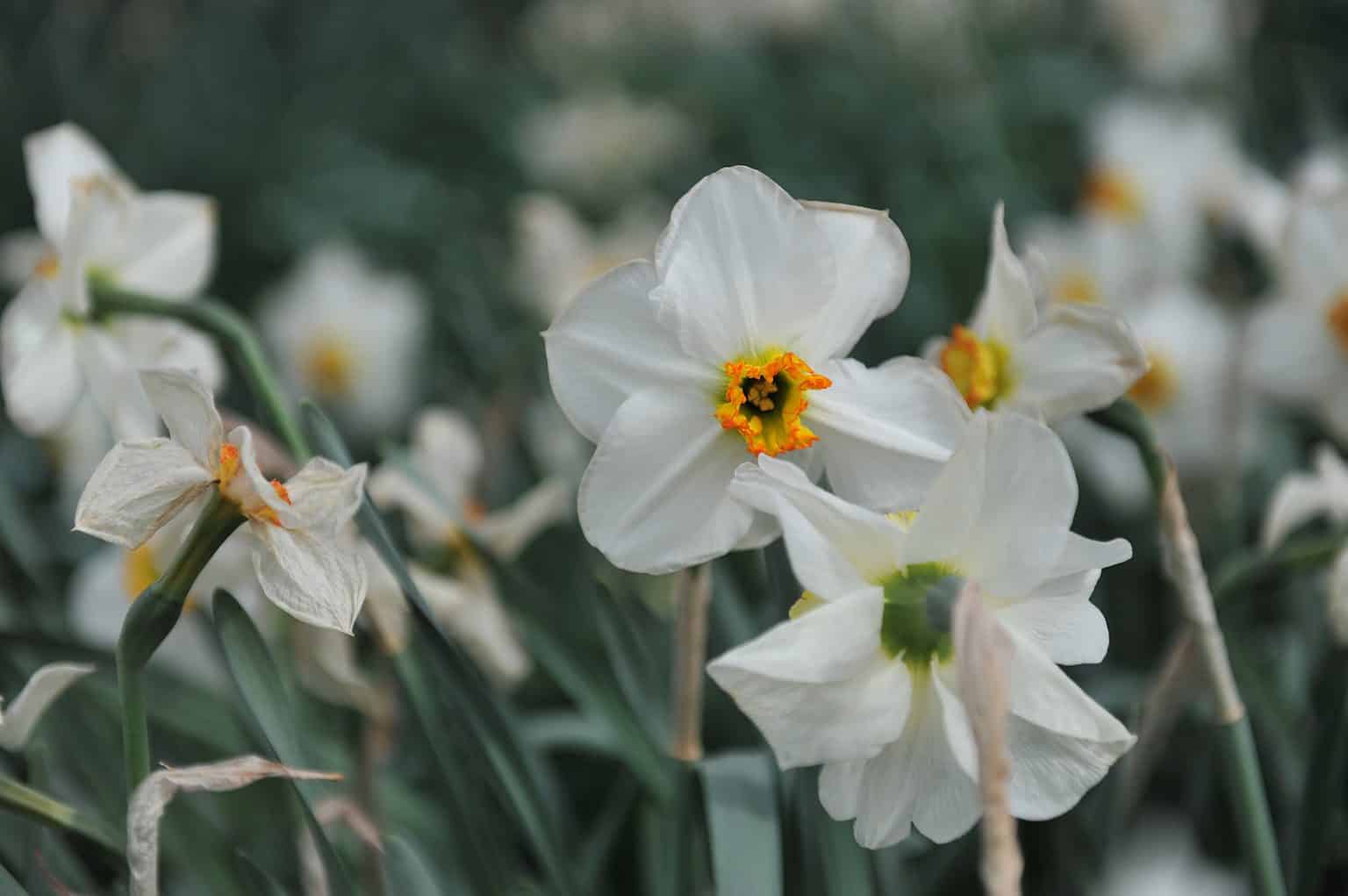 12 Types Of Miniature Daffodils - A-Z Animals