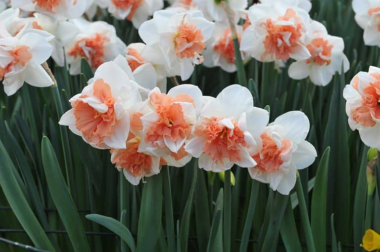 14 Types of Double Daffodils - A-Z Animals