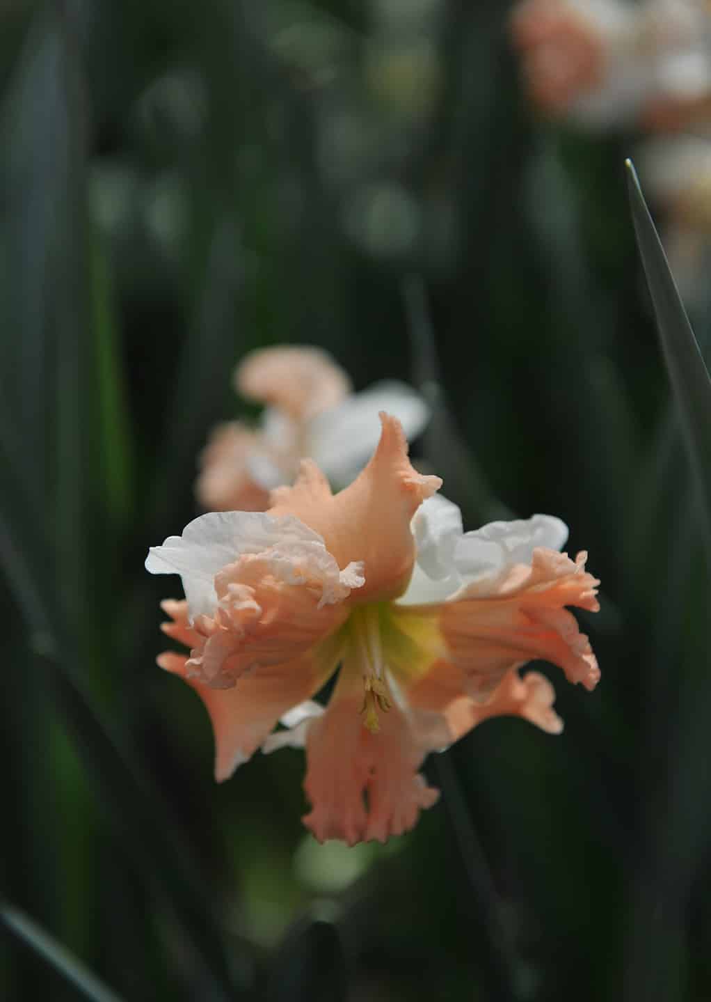10 Types of Split-Cupped Daffodils - A-Z Animals
