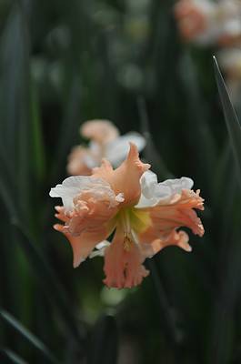10 Types of Split-Cupped Daffodils - A-Z Animals