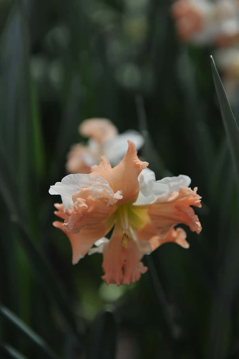 10 Types of Split-Cupped Daffodils - A-Z Animals