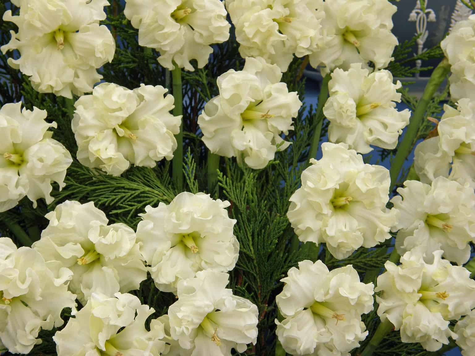 10 Types of Split-Cupped Daffodils - A-Z Animals