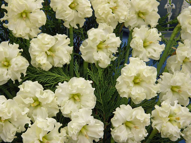 10 Types of Split-Cupped Daffodils - A-Z Animals