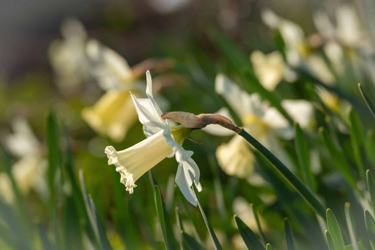 12 Types Of Miniature Daffodils - A-Z Animals
