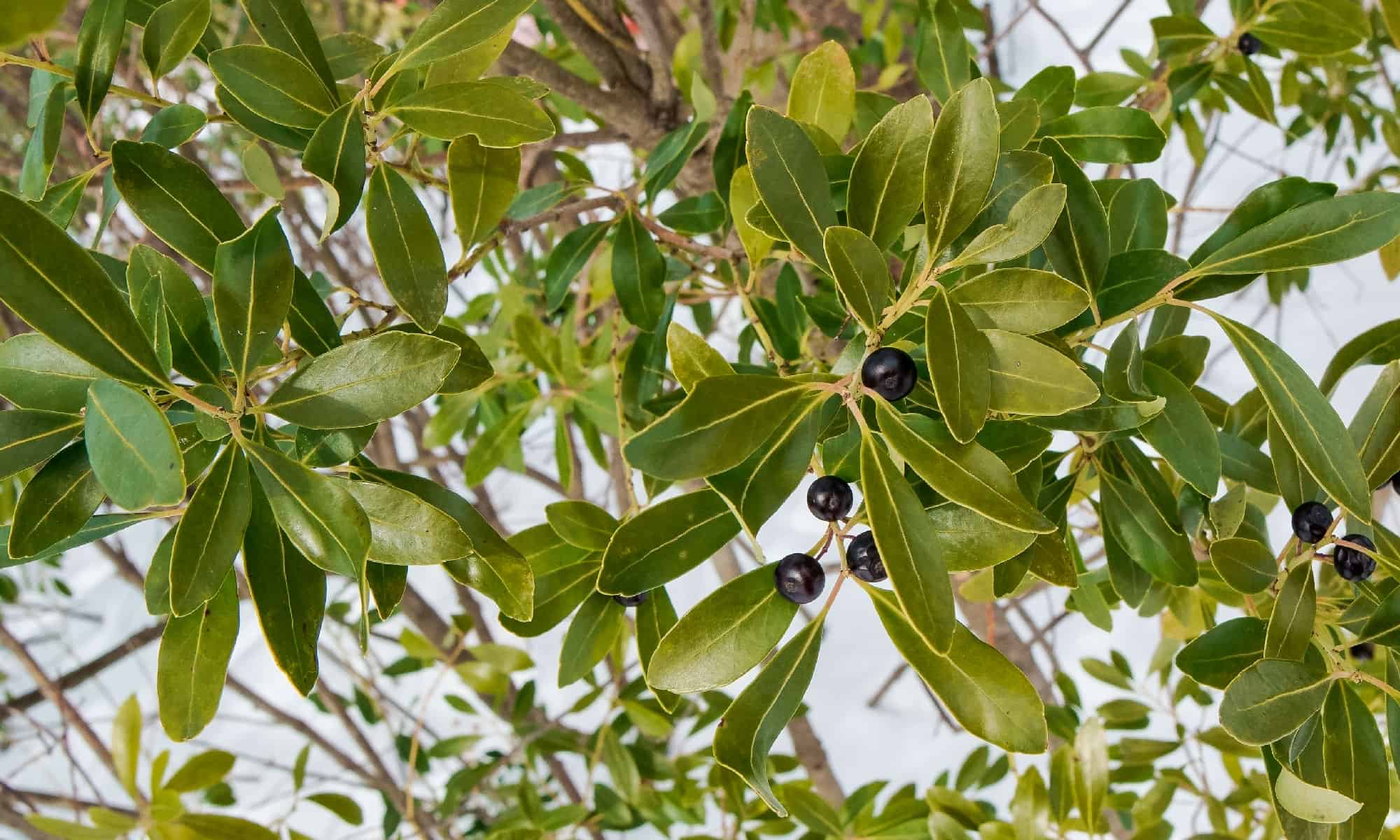 10 Native Plants in North Carolina - A-Z Animals