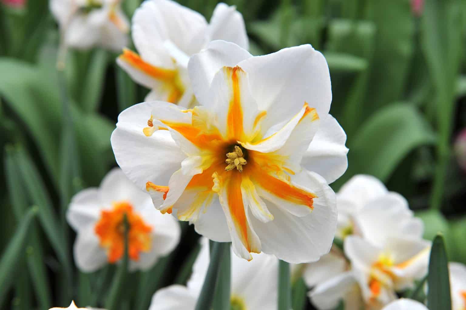 10 Types of Split-Cupped Daffodils - A-Z Animals