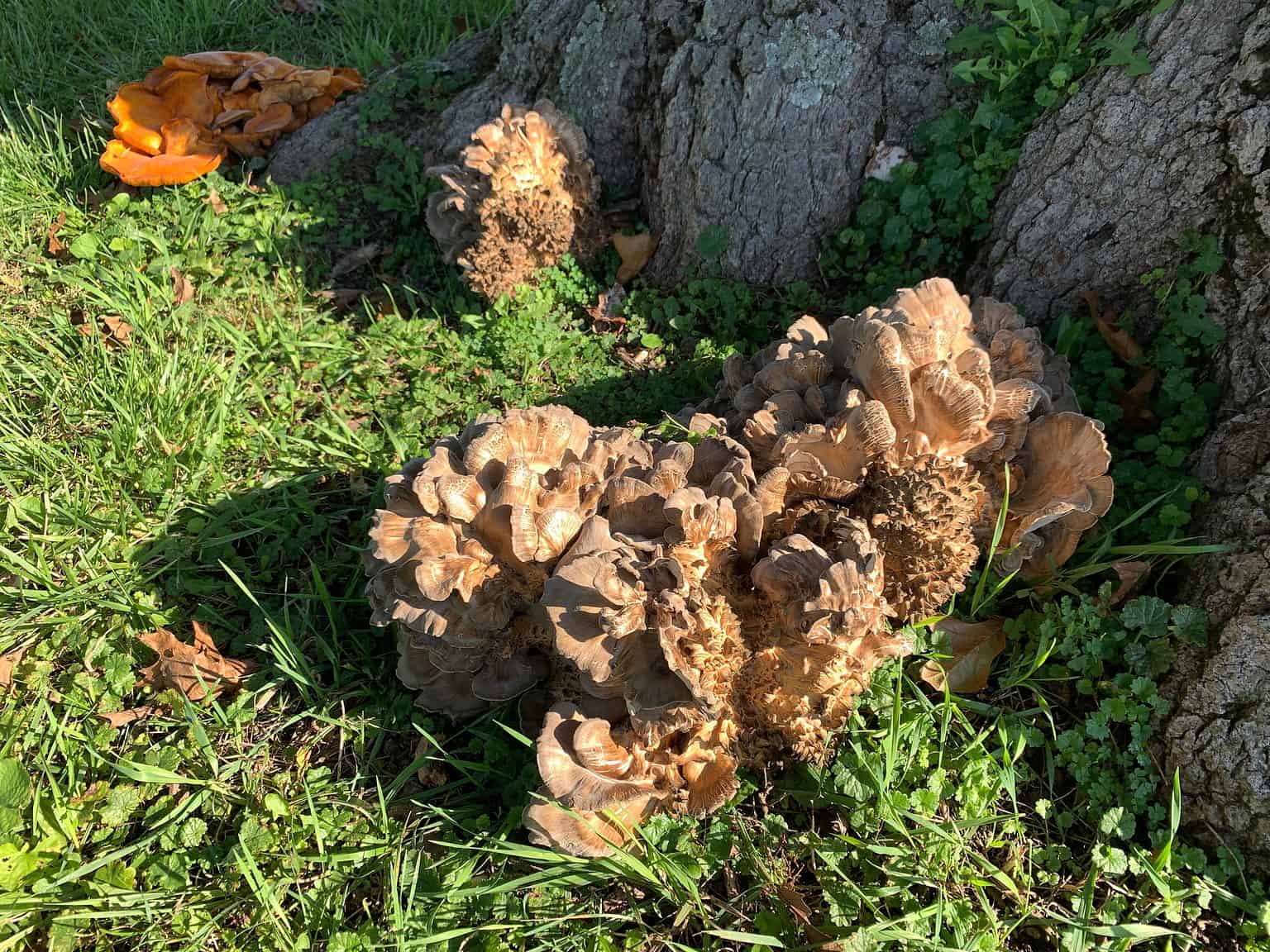 14 Types of Healthy Mushrooms - A-Z Animals