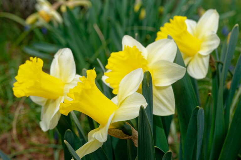 10 Types of Split-Cupped Daffodils - A-Z Animals