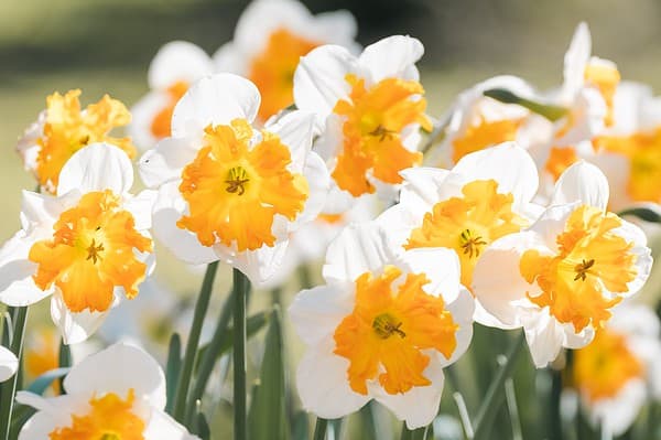 When Do Daffodils Bloom? Discover Peak Season by Zone - A-Z Animals