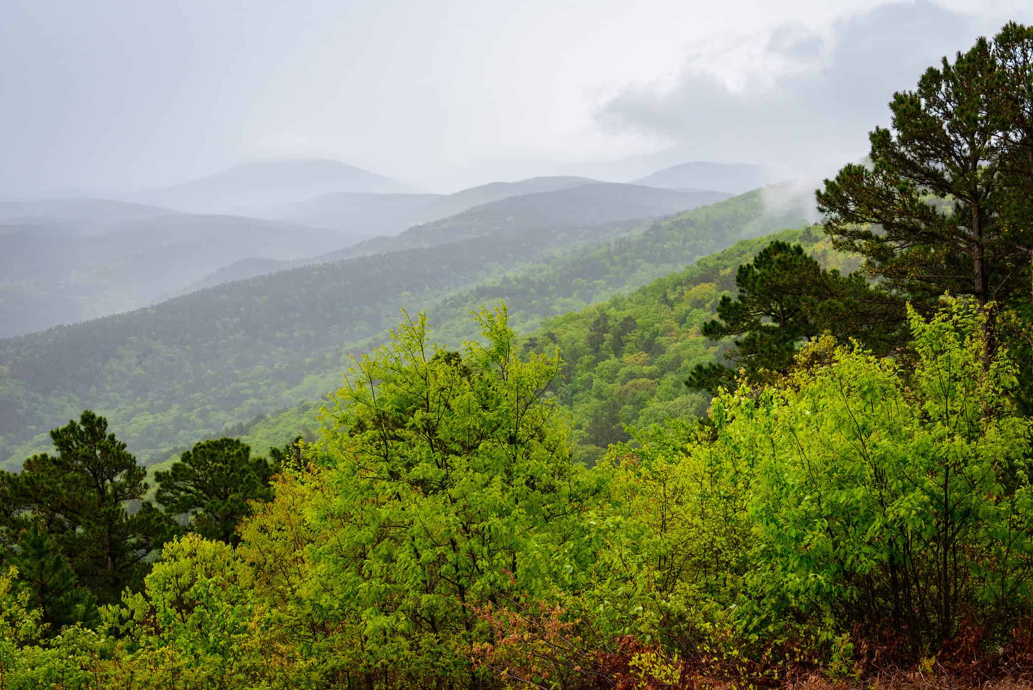 Discover the Largest Forest in Each of the 50 States - A-Z Animals