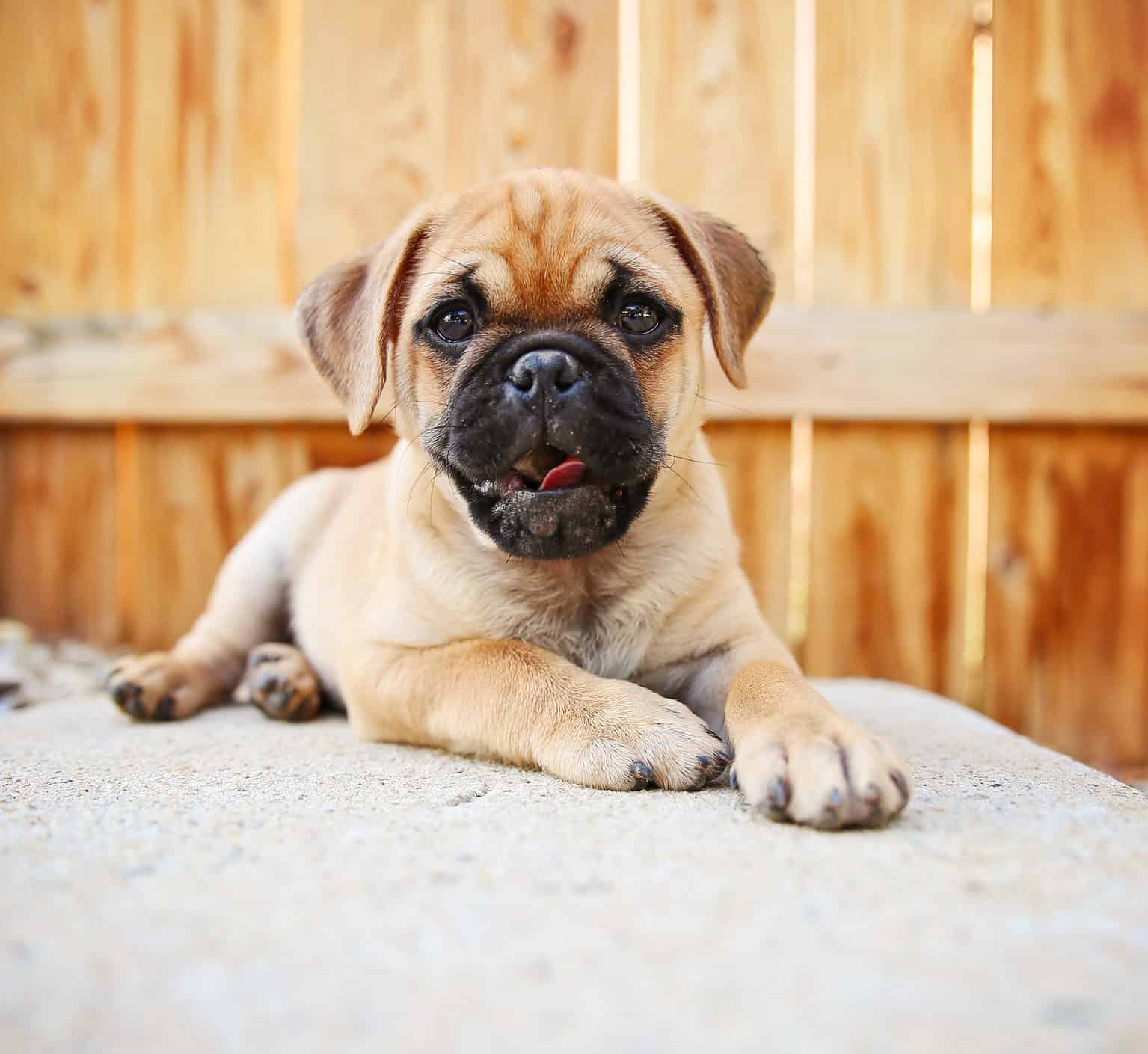 Pug Mix Dog Breed Complete Guide - A-Z Animals