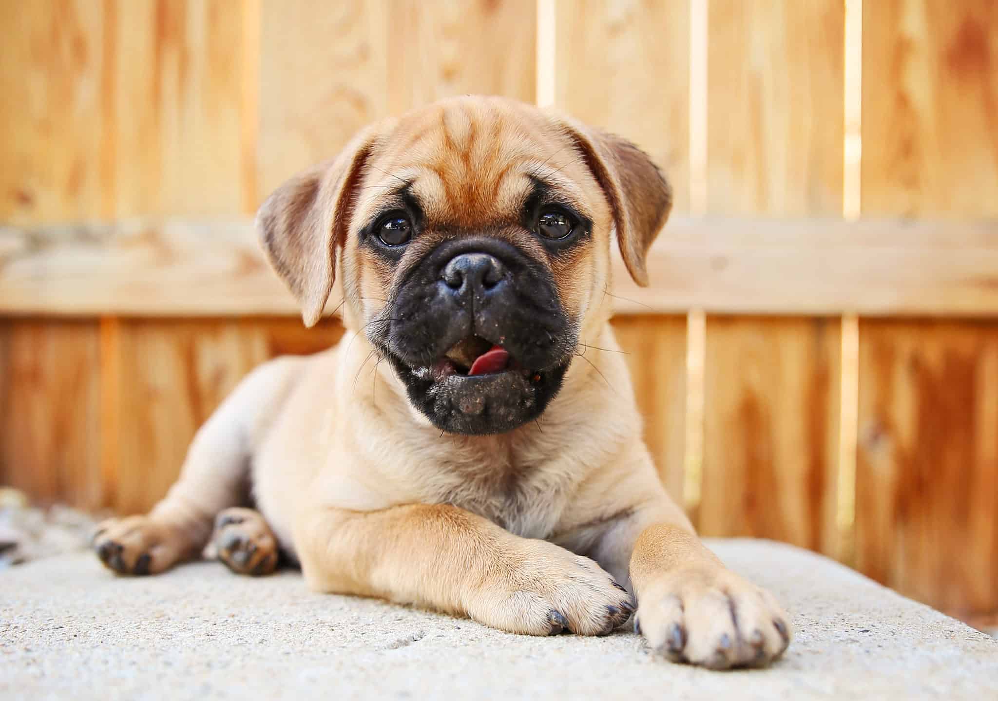 Pug Mix Dog Breed Complete Guide - A-Z Animals