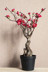 Cherry Blossom Bonsai Care Guide, Propagation Tips, and More