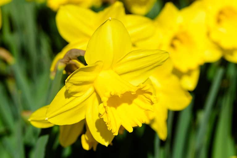 14 Types of Large-Cupped Daffodils - A-Z Animals