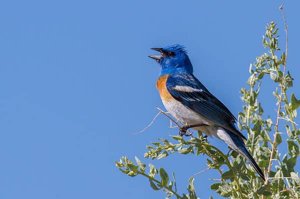Types of Blue and Orange Birds - A-Z Animals